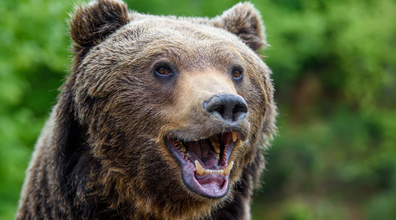 Cum văd animalele lumea? • 22minutes